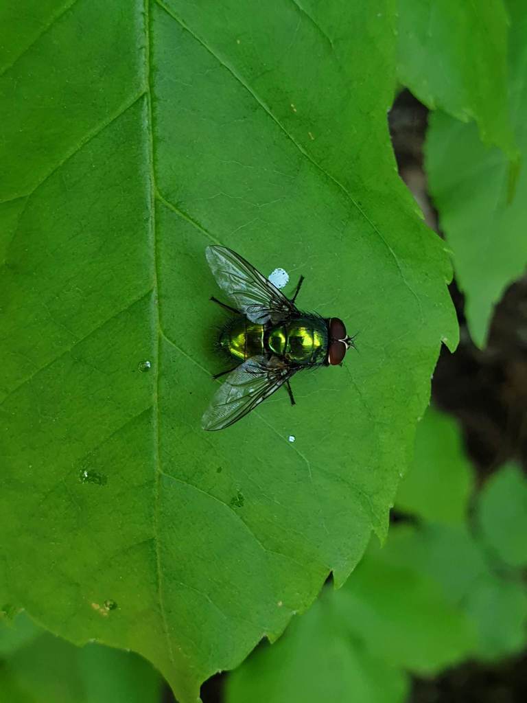 Greenbottle Flies from Grad Sofiya, Stolichna, Bulgaria on June 7, 2019 ...