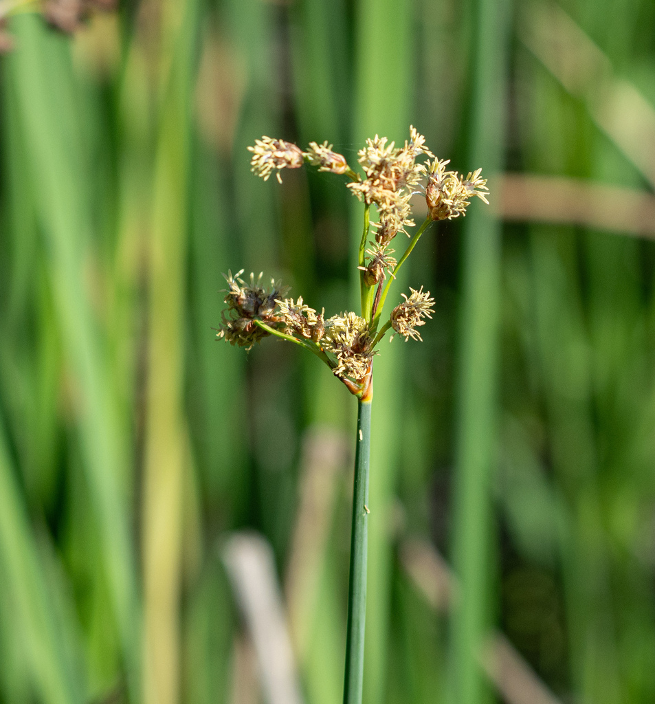 hardstem bulrush from Richmond, BC, Canada on August 1, 2024 at 09:25 ...