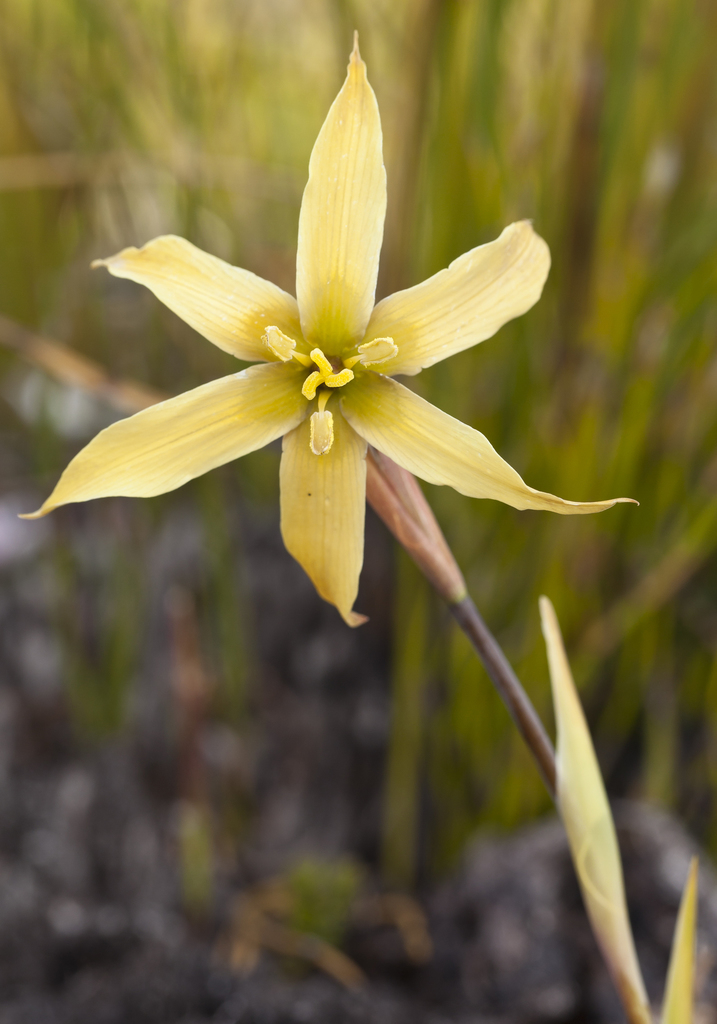 Tasmanian purple-star (Isophysis tasmanica) - Botanical Realm