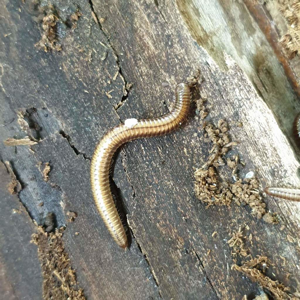 Julidae from Grad Sofiya, Stolichna, Bulgaria on June 8, 2019 at 12:15 ...