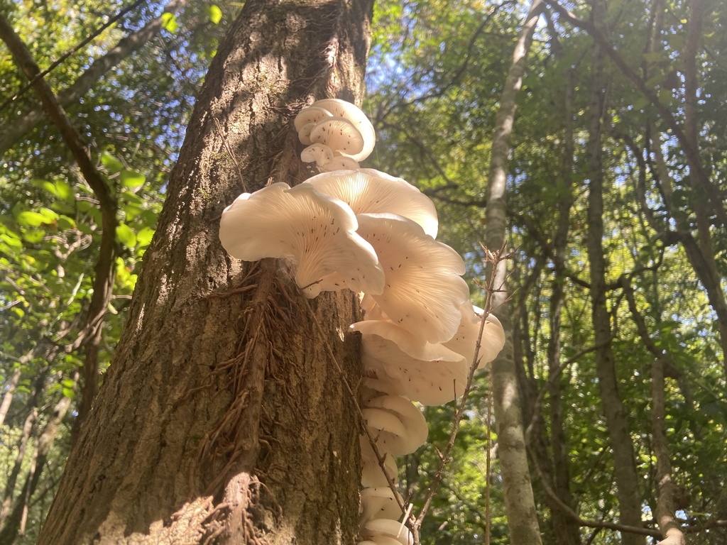 Oyster Mushrooms from Tiger Bend Rd, Baton Rouge, LA, US on August 4 ...
