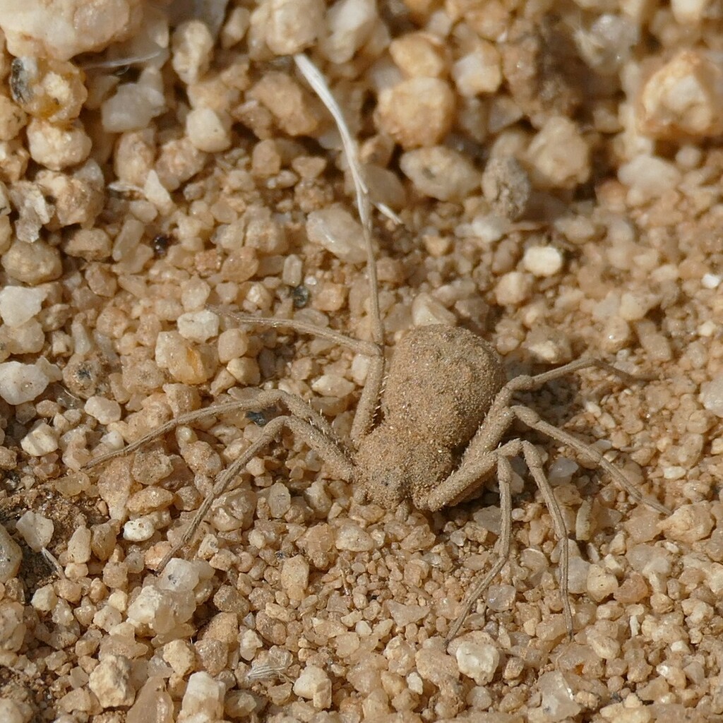 African Six-eyed Sand Spiders from Namib desert, Region Erongo, Namibia ...