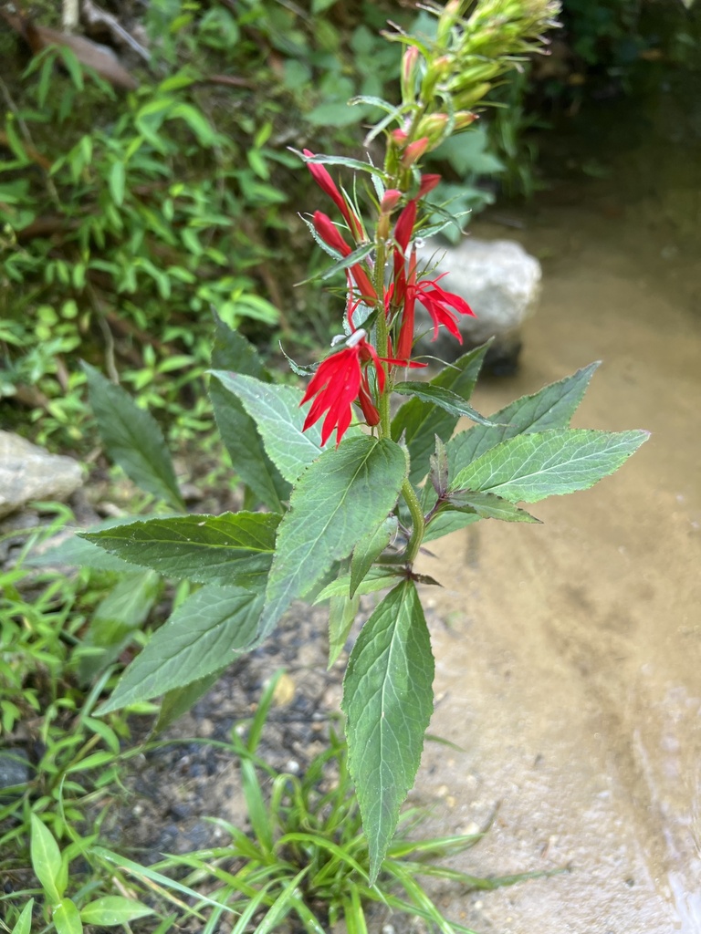 cardinal flower from Carl Sandburg Home, Flat Rock, NC, US on August 4 ...