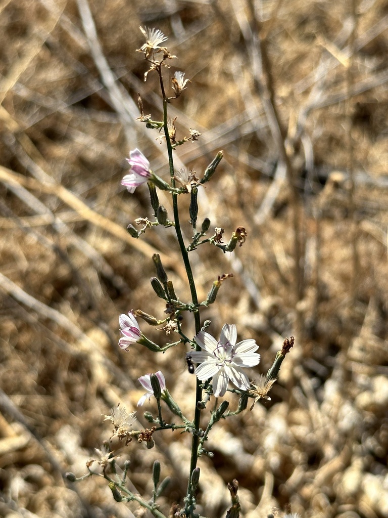 Wirelettuces from Grand, Riverside, CA, US on August 3, 2024 at 10:19 ...