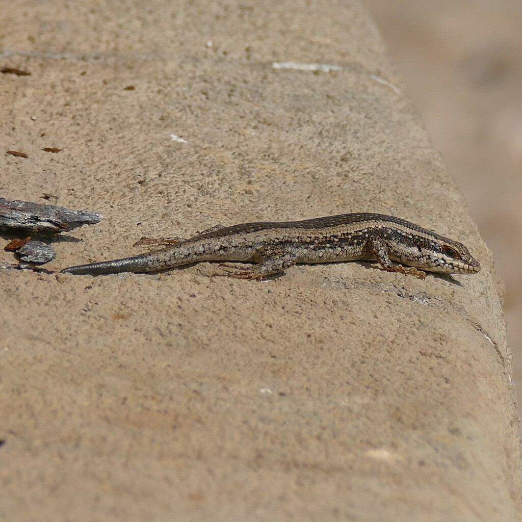 Kalahari Tree Skink from Gemsbokwater Water Hole, Namibia on August 4 ...