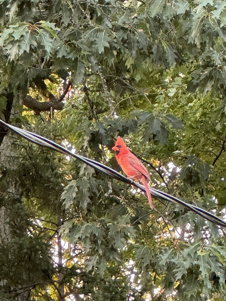 Northern Cardinal from Rue Champoux, Sorel-Tracy, QC, CA on July 28 ...