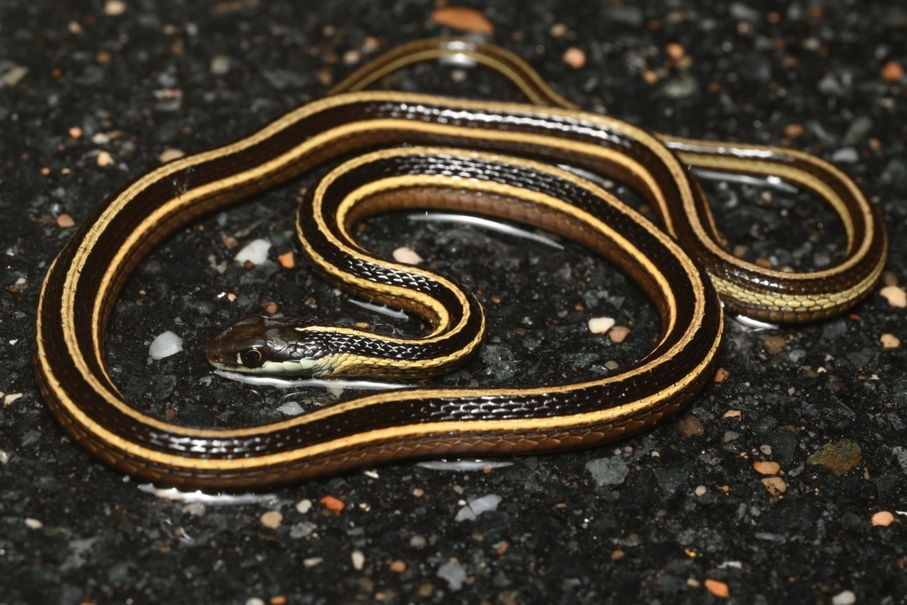 Common Ribbon Snake in August 2024 by Kevin Smith · iNaturalist