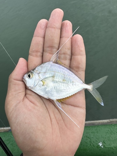 Longspine Ponyfish (Aurigequula longispinis) · iNaturalist