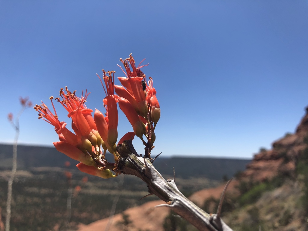 ocotillo from Coconino National Forest, Sedona, AZ, US on June 8, 2019 ...