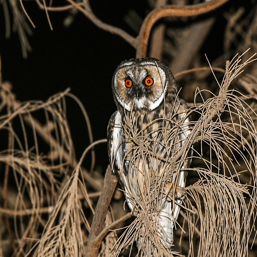 Long-eared Owl from 5HG3+7H7, Gamaiet Ahmed Orabi, Al Obour, Cairo Governorate 6363071, Egypt on ...