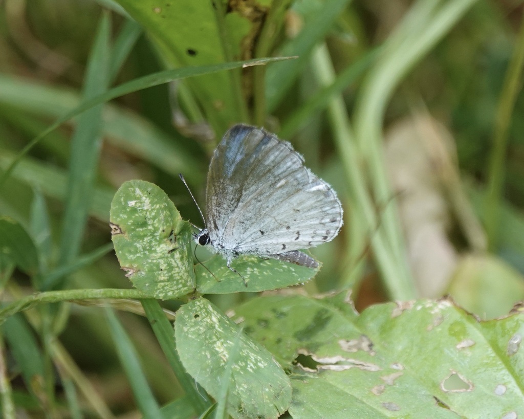 Summer Azure from Dubuque County, IA, USA on August 4, 2024 at 10:38 AM ...