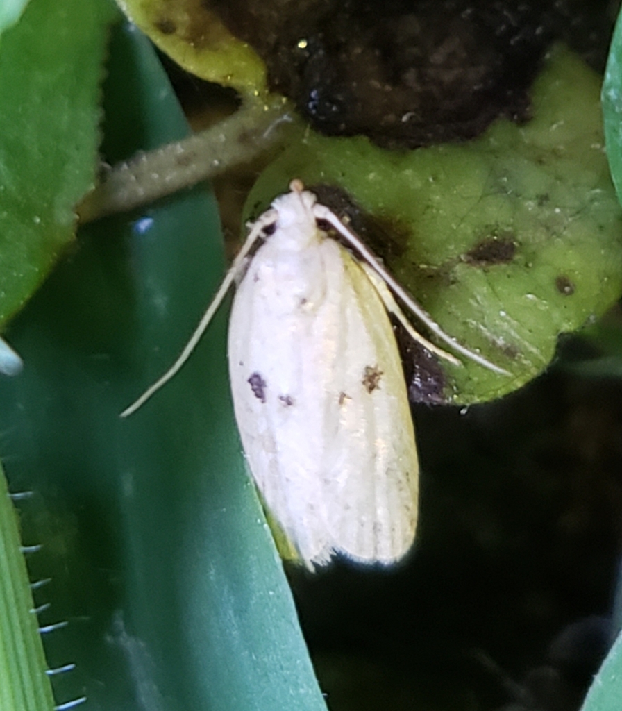 Scythropiodes issikii from Monkton, MD, USA on August 2, 2024 at 06:35 ...
