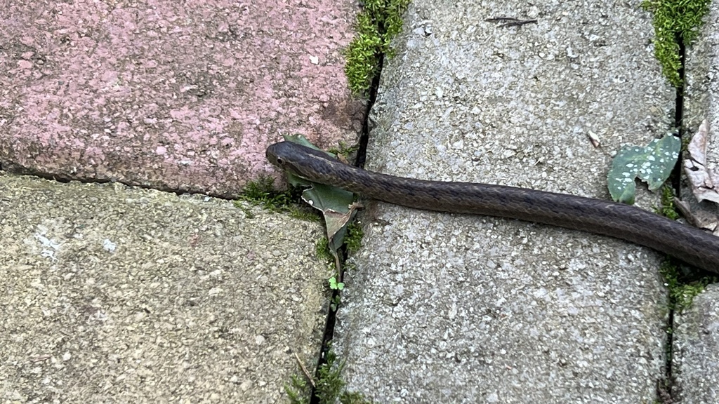 Pampas Snake from Parque Natural Municipal das Araucárias, Guarapuava ...