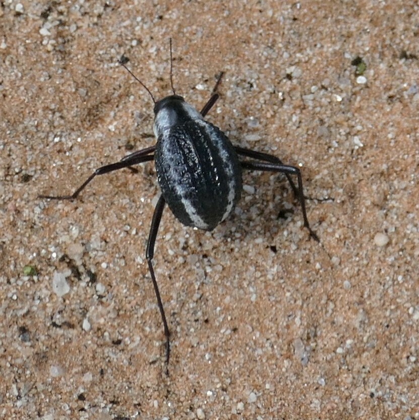 Racingstripe Darkling Beetle from Tinkas, Region Erongo, Namibia on ...