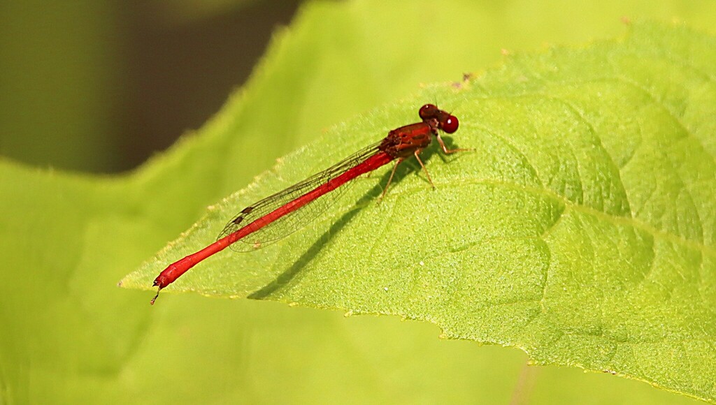 Desert Firetail from MANANTIAL DE LA CAMPANA , Zapopan, Jal., México on ...