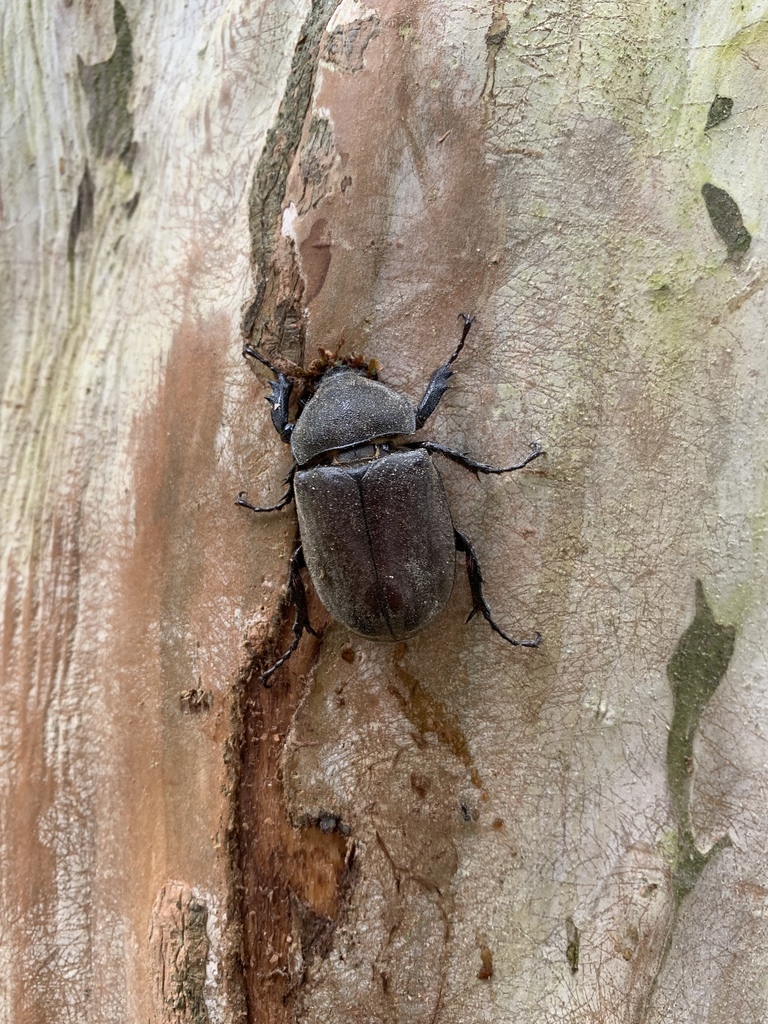 Trypoxylus dichotomus tsunobosonis from 梅村一路31號–36號, 埔里鎮, , TW on June ...