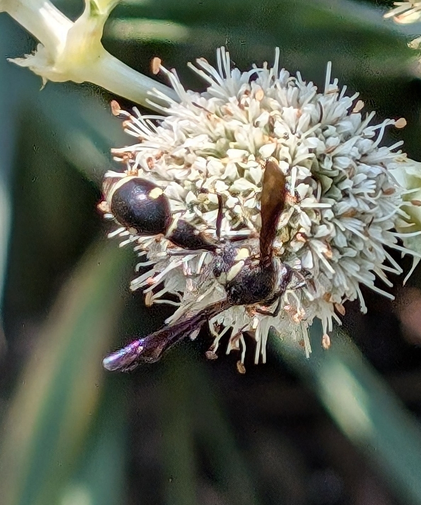 Fraternal Potter Wasp from Wadsworth, OH 44281, USA on August 4, 2024 ...