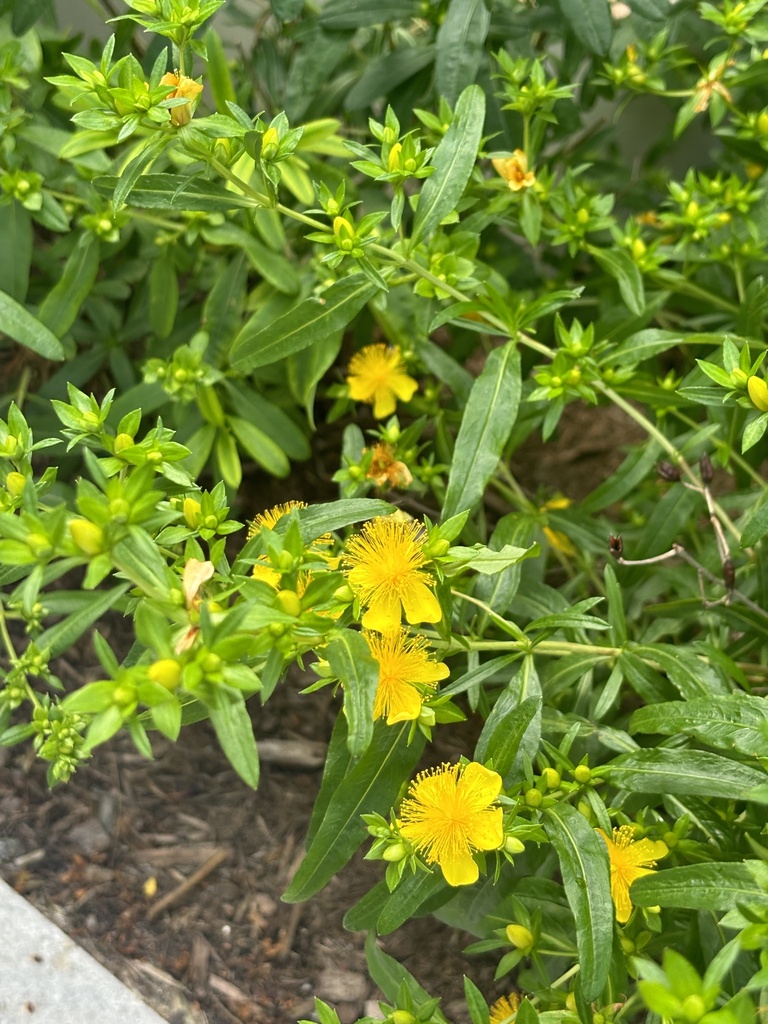 Kalm's St. John's-wort from Spadina Ave, Toronto, ON, CA on July 4 ...