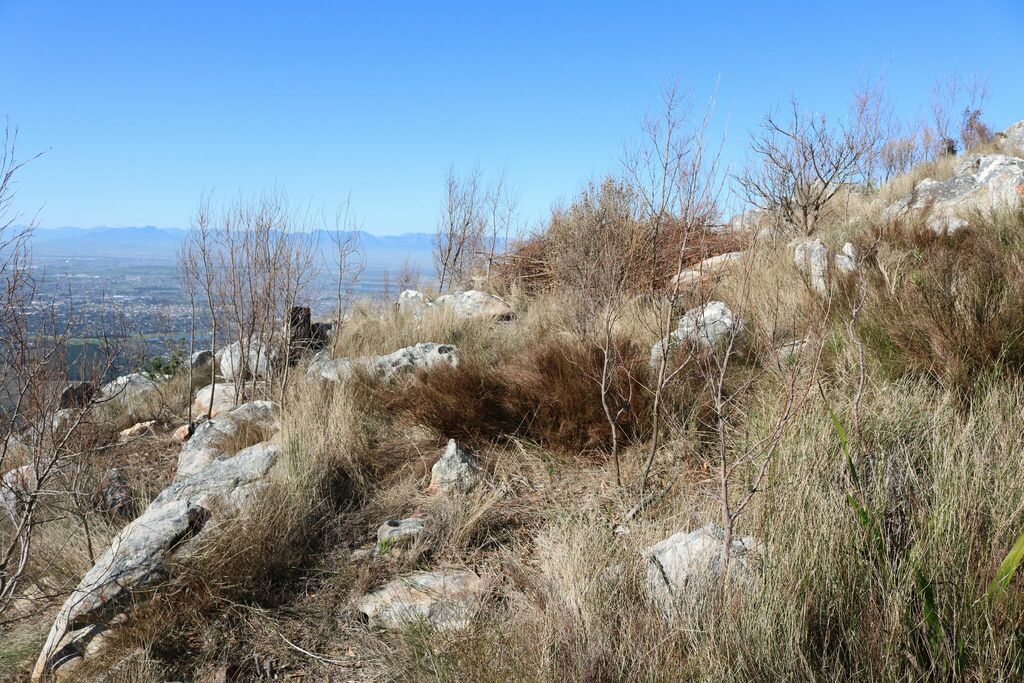 blackwood from Ridge path north of Silvermine Dam, Table Mountain ...