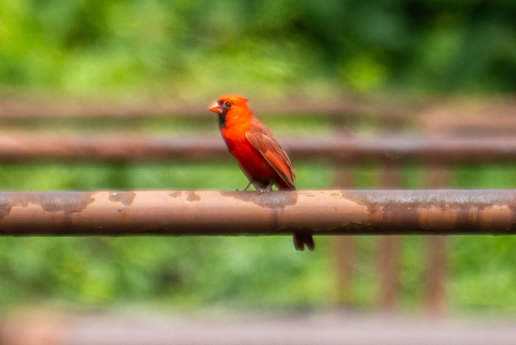 Northern Cardinal from Fort Hunt, VA, USA on May 24, 2024 at 11:03 AM ...
