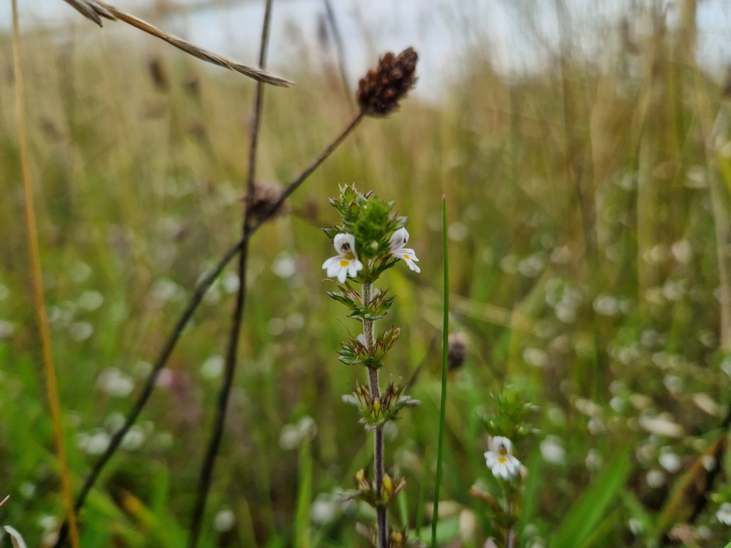 Common Eyebright from Pilling, Preston PR3 6HP, UK on August 4, 2024 at ...