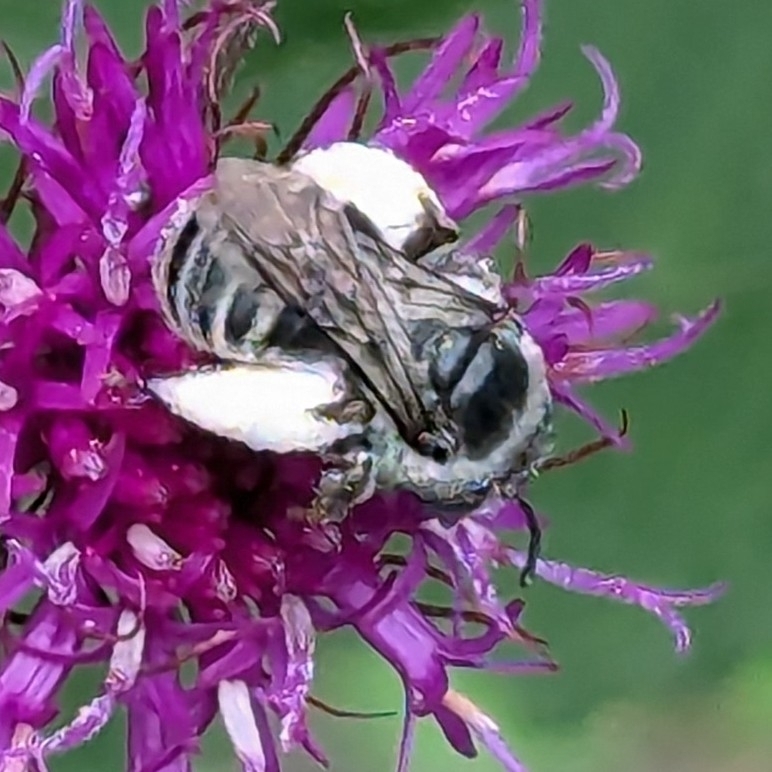 Denticulate Longhorn Bee in August 2024 by skyfaller. BugGuide suggests ...