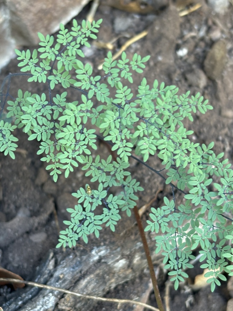 Southwestern False Cloak Fern in August 2024 by wanderingdummy ...