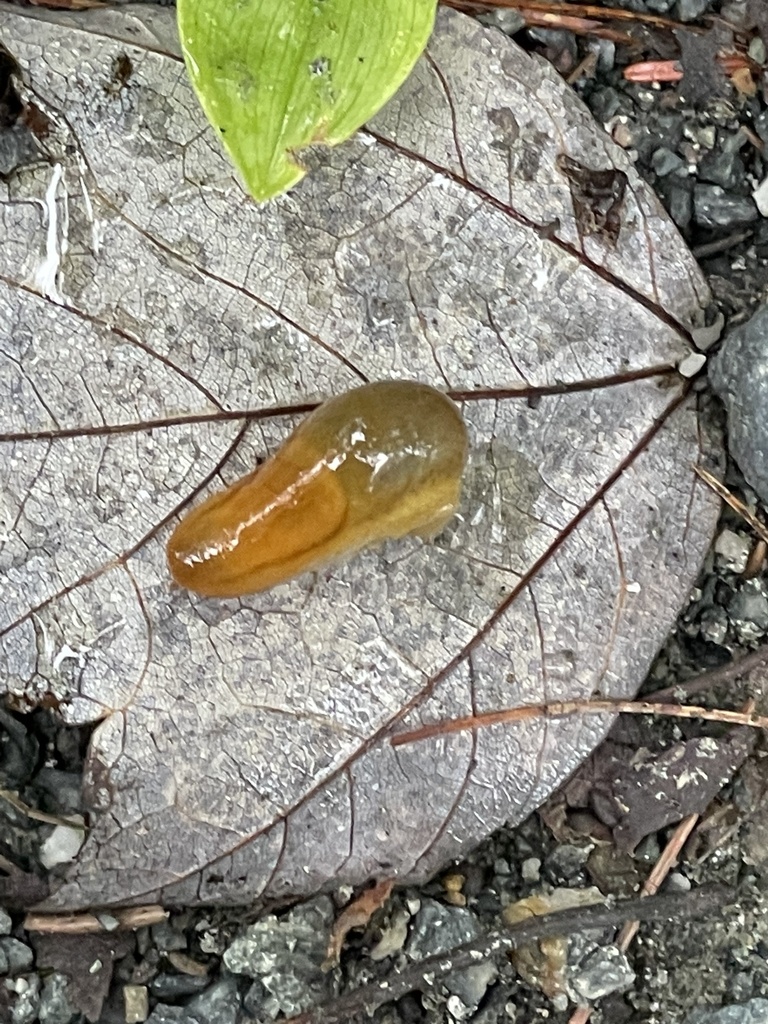 Western Dusky Slug from Acadia National Park, Bar Harbor, ME, US on ...
