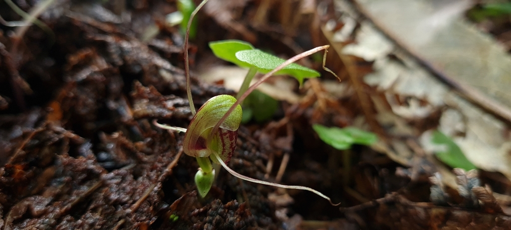 Buried Spider Orchid from Oropi 3173, New Zealand on August 04, 2024 at ...