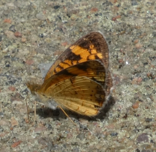 Pearl Crescent from 7424+JQ, Lake of Bays, ON P0A 1H0, Canada on July ...