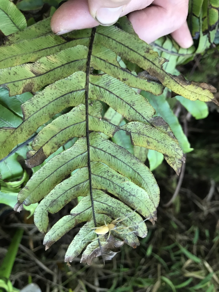 Dionycha clade spiders from Rarotonga, Cook Islands, CK on August 4 ...