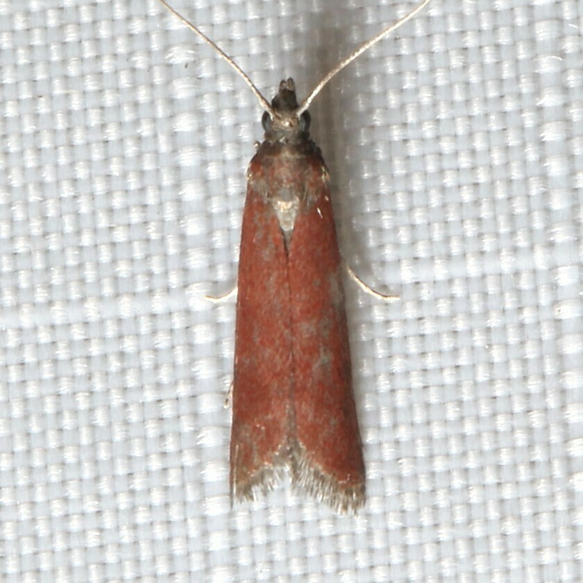 Rusty Varneria Moth from Fitzgerald Rd, Burdett, NY 14818, USA on ...