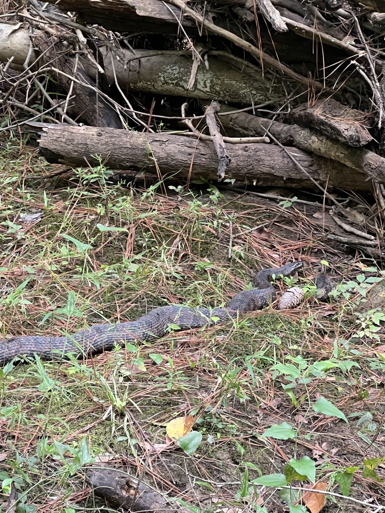 Brown Watersnake from Congaree National Park, Eastover, SC, US on ...