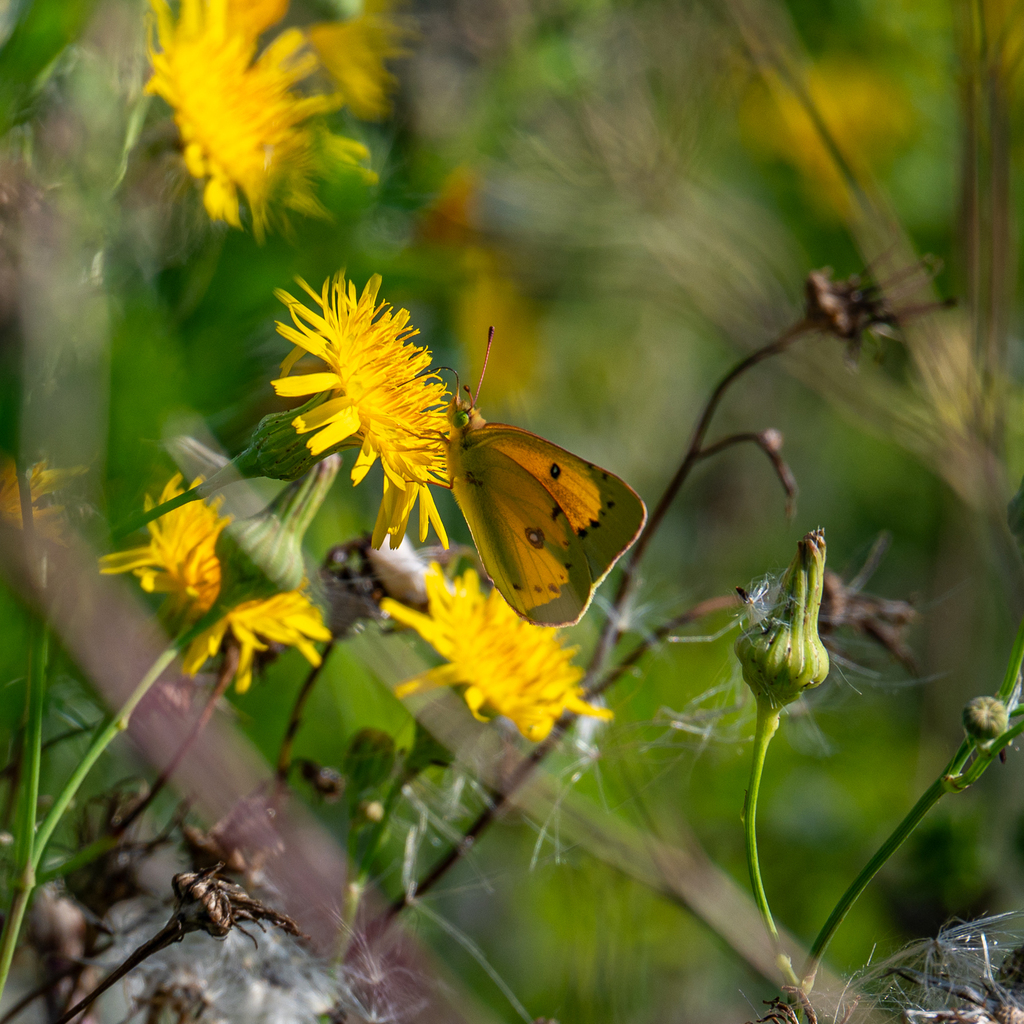 Orange Sulphur from Bostwick, London, ON, Canada on August 4, 2024 at ...