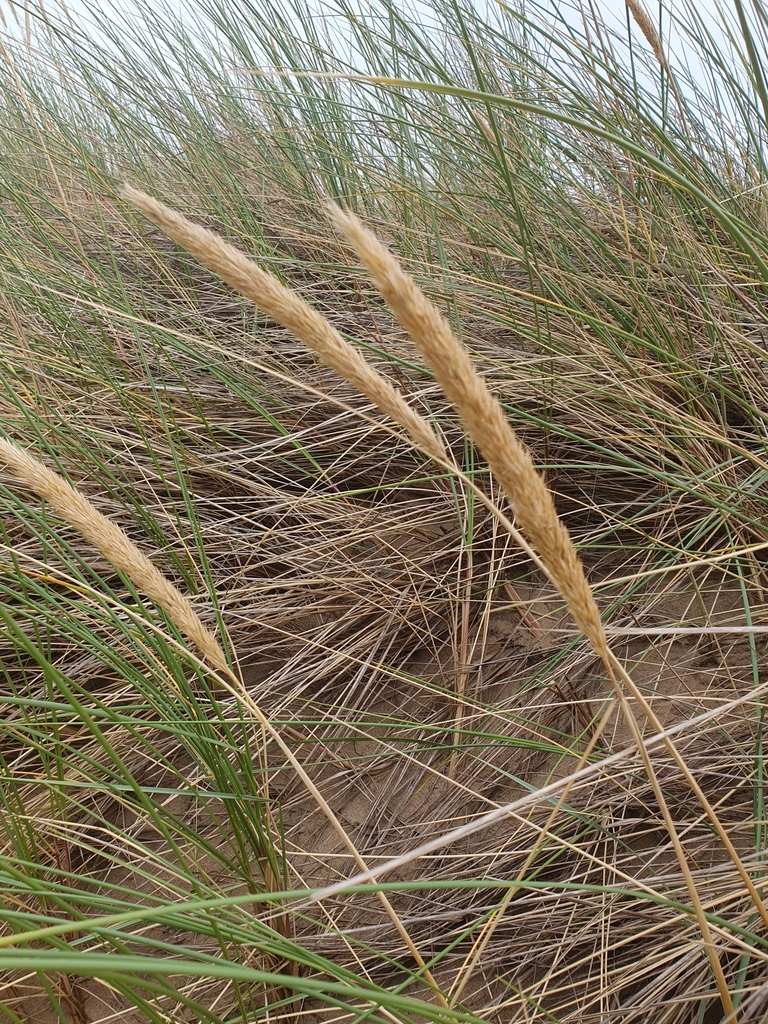 European marram grass from HV2W+MM, Liverpool, Formby, Liverpool L37 ...
