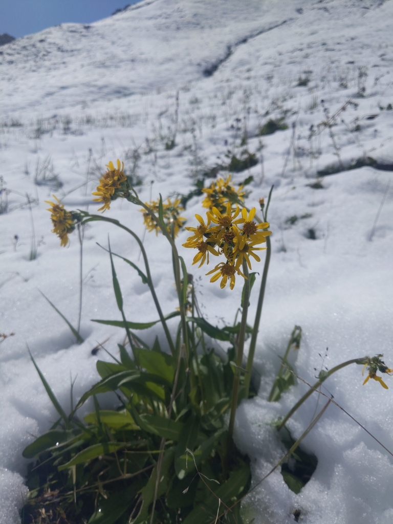 Black-tip Groundsel from Asi Keyi, CA-YT-YT, CA-YT, CA on August 1 ...