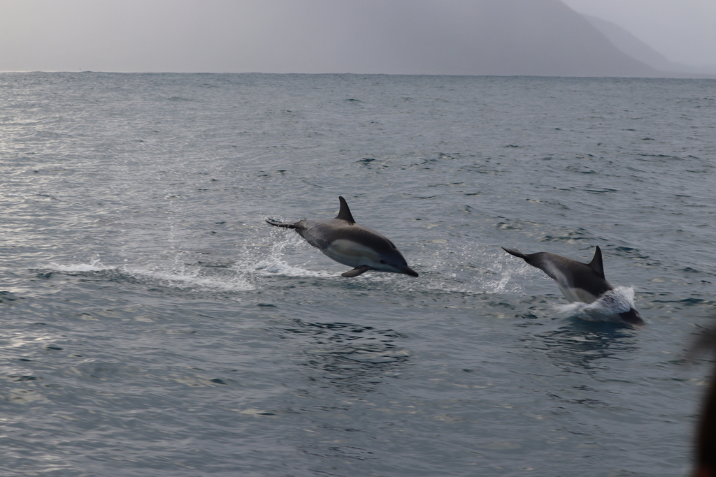 Common Dolphin from Nicholson Canyon, Cook Strait, Wellington on July ...