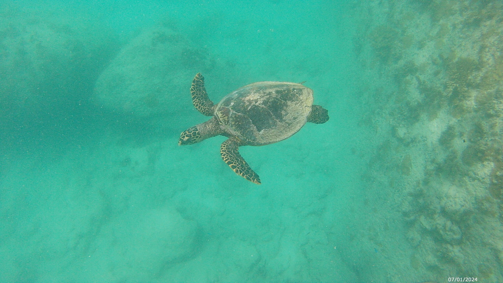 Hawksbill Sea Turtle in July 2024 by Heidi Borda · iNaturalist