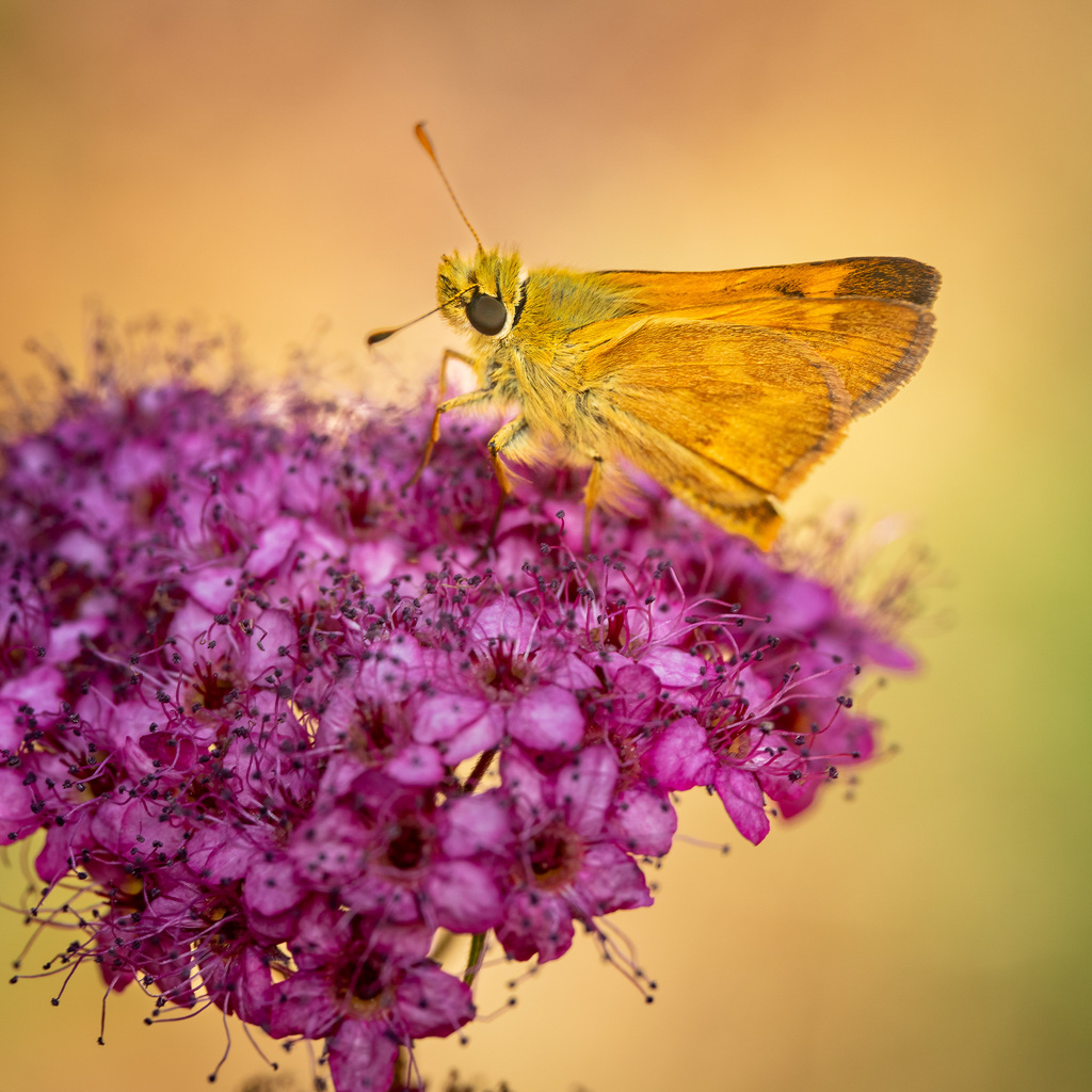 Woodland Skipper in August 2024 by Claus Giloi · iNaturalist