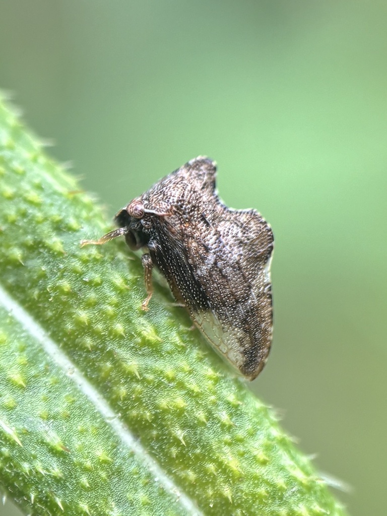 Keeled Treehopper from Edith Lee Dr, Colchester, NS, CA on August 4 ...