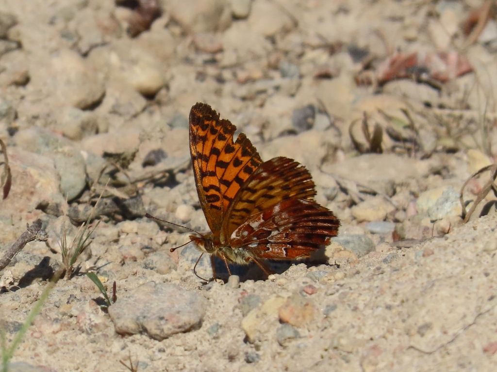 Arctic Fritillary from Ramsey, ON P0M 2S0, Canada on August 4, 2024 at ...
