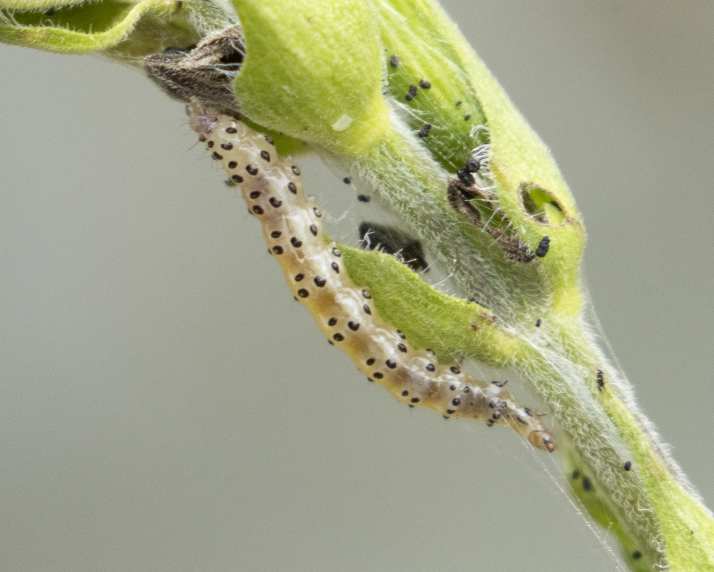 Carrot Seed Moth from Oak Tree Dr, Salado, TX 76571, USA on August 4 ...