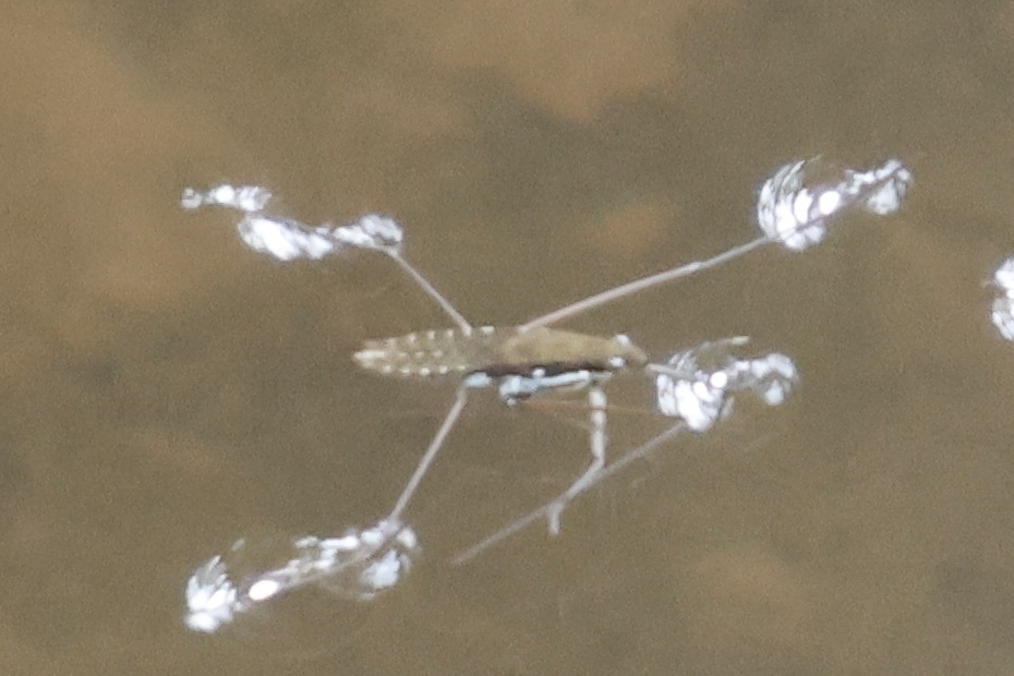 North American Common Water Strider from Bedminster, NJ, USA on August ...