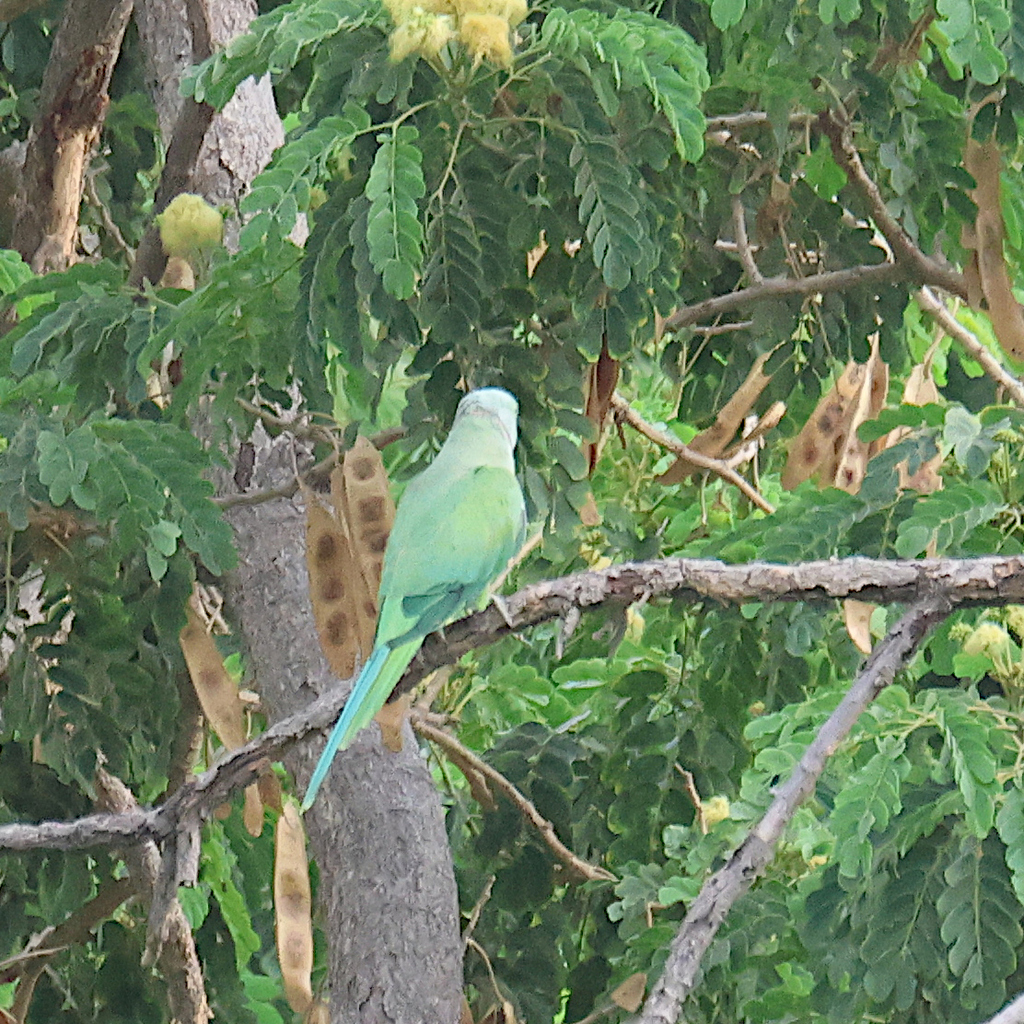 Rose-ringed Parakeet from Safa Park - Al Safa - Dubai - United Arab ...
