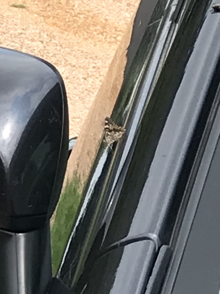 Hackberry Emperor from Minnesota Landscape Arboretum, Victoria, MN, US ...