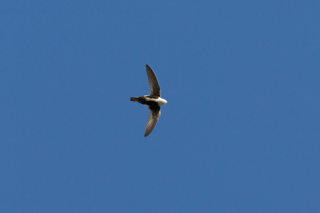 White-throated Swift from Point Loma, San Diego, CA, USA on May 7, 2018 ...