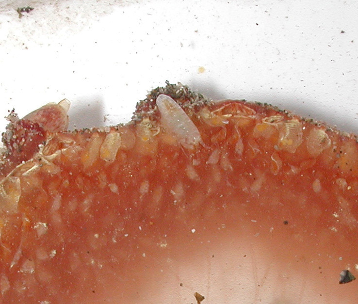 Leucothoidae from Maalaea, HI, USA on October 22, 2007 at 09:04 AM by ...