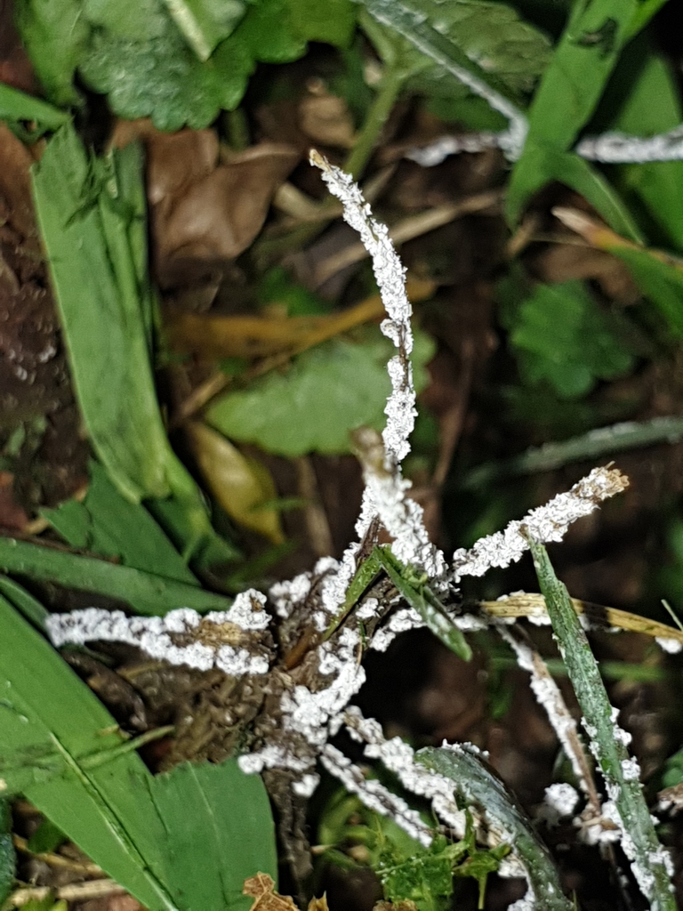 Physaraceae from Brooktondale, NY 14817, USA on August 4, 2024 at 06:57 ...