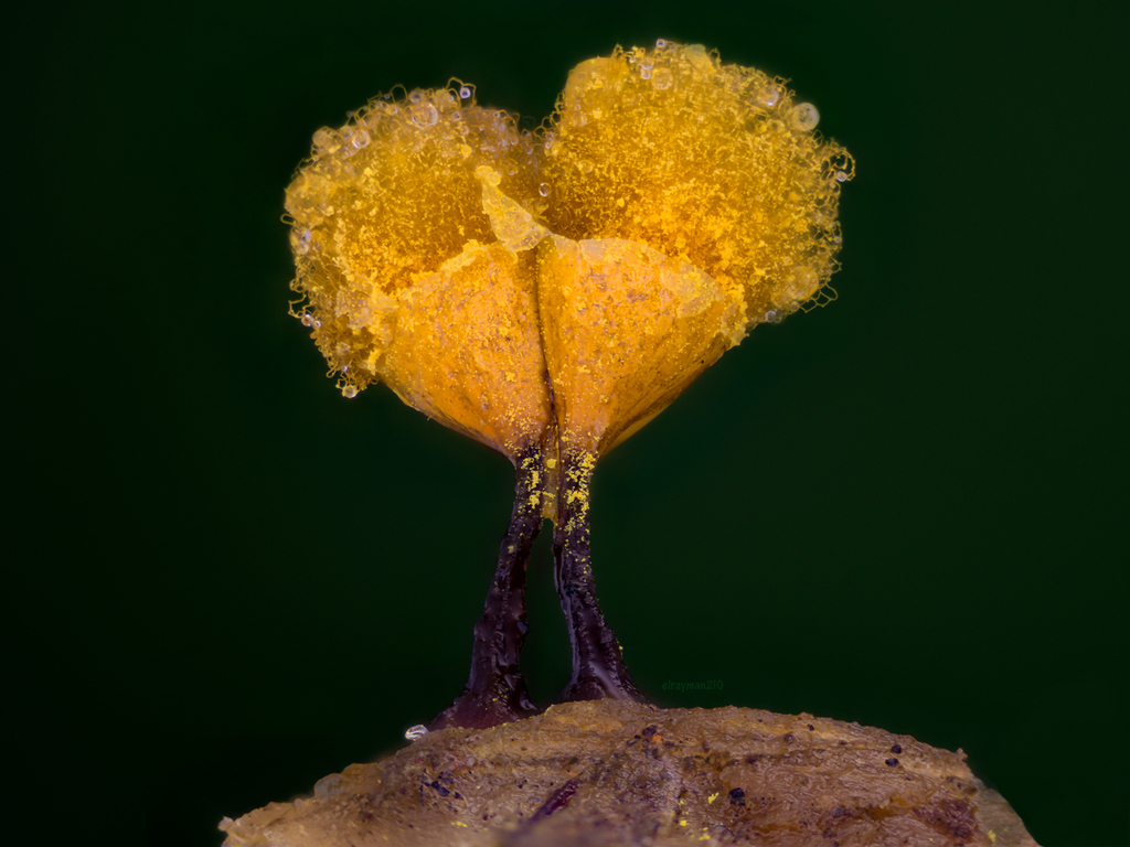 Push Pin Slime Mold from Jacona, Mich., México on August 2, 2024 at 12: ...