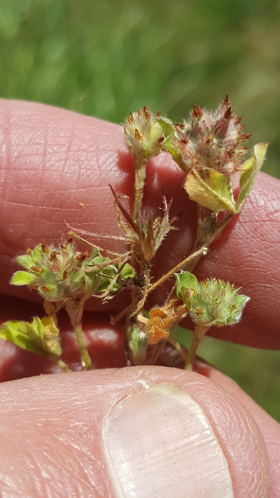 Knotted clover from Howard Buford Recreation Area, Eugene, OR 97405 ...